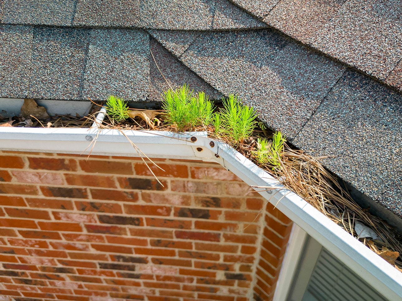 Tree Roots Clogging Your Sewer? Causes, Prevention & Fixes